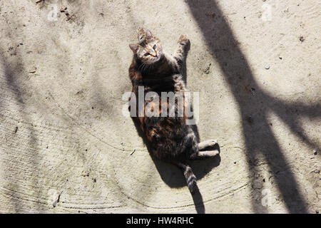 pregnant cat infected with feline herpesvirus - Feline viral ...