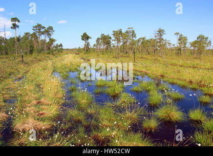Spring in the Siberian taiga Stock Photo - Alamy