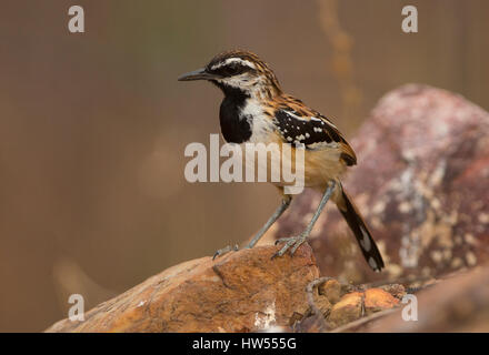 stripe-backed antbird (Myrmorchilus strigilatus), male singing, Brazil ...
