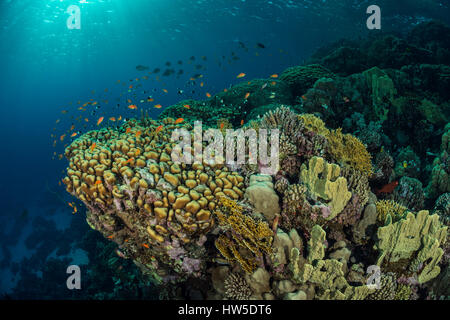 Healthy Coral Reef, Marsa Alam, Red Sea, Egypt Stock Photo - Alamy