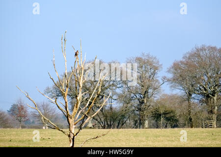 Dead Tree in West Grinstead Stock Photo - Alamy