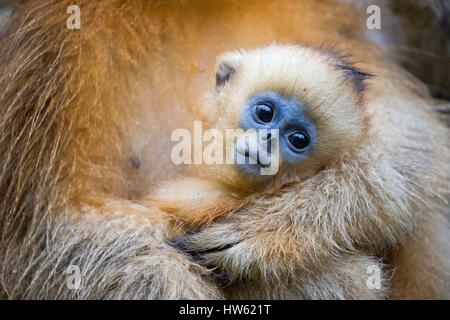 Baby Golden Snub-nosed Monkey (Rhinopithecus roxellana) searching for ...