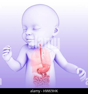 Illustration of a baby's digestive system Stock Photo - Alamy
