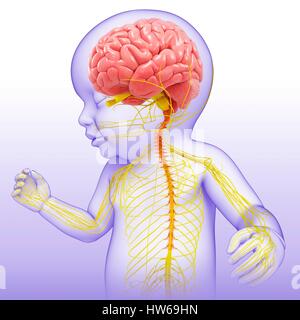 Illustration of a baby's brain and nervous system Stock Photo ...