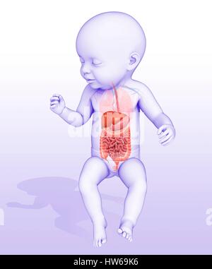Illustration of a baby's digestive system Stock Photo - Alamy