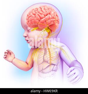 Illustration of a baby's brain and nervous system Stock Photo ...