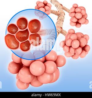 Illustration of alveoli clusters Stock Photo - Alamy