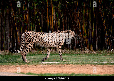 cheetah walking by bamboo Stock Photo - Alamy