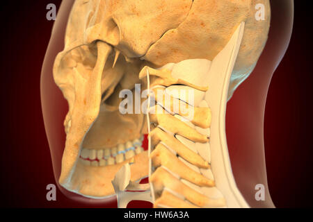 Ligaments of the human neck, illustration Stock Photo - Alamy