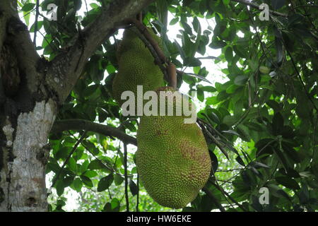 Jackfruit have a distinctive sweet, fruity aroma, subtle flavoring ...
