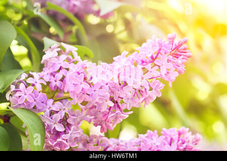 Purple Lilac pink flower Blossom. Syringa Flowers spring nature. Floral ...