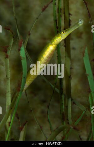 Broad-nosed pipefish, Deep snouted ninefish, Deep-snouted pipefish ...
