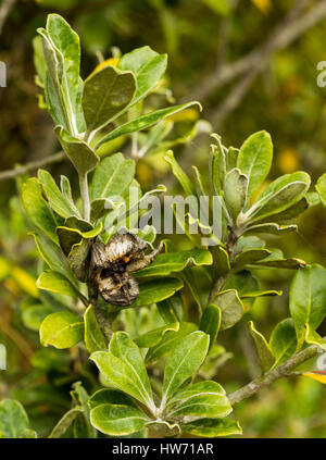Karo (Pittosporum crassifolium) or commonly know as Turpentine Tree ...
