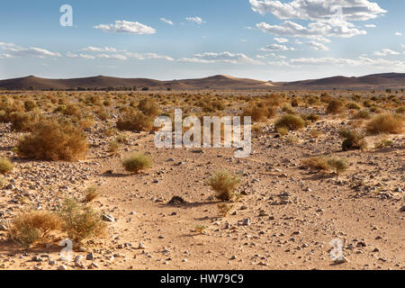 Desert landscape with desert shrubs and small desert plants Stock Photo ...