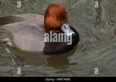 Redhead, Tracy Aviary, Liberty Park, Salt Lake City, Utah Stock Photo ...