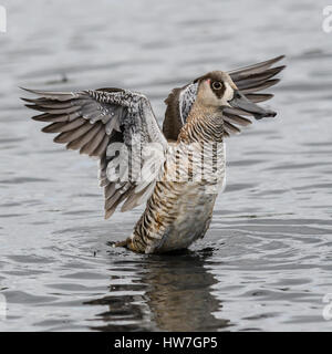 Pink-eared (Zebra) pink-eared duck (Malacorhynchus membranaceus ...