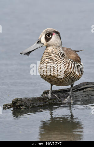 Pink-eared (Zebra) pink-eared duck (Malacorhynchus membranaceus ...