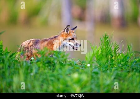 United States, Minnesota, Red Fox (Vulpes vulpes), young Stock Photo ...