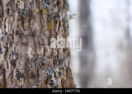 Black ash Tree, Fraxinus nigra, looking upwards from through foliage ...