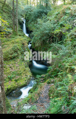 Forest in Wicklow National Park, Ireland, showing pine trees standing ...
