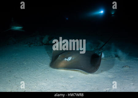 Pink Whipray at Night, Pateobatis fai, Felidhu Atoll, Maldives Stock ...