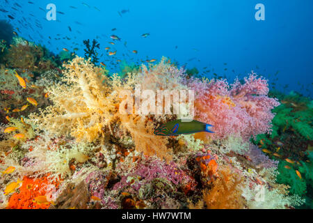 Colored Soft Corals, Nephthea sp, Felidhu Atoll, Maldives Stock Photo ...