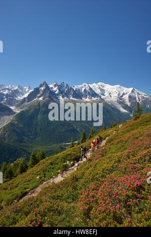 France, Haute-Savoie (74), trekking in the Aiguilles Rouge sanctuary ...