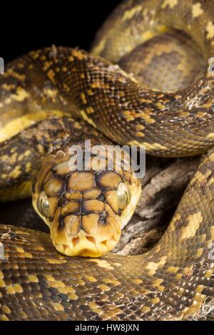Timor Python, Python timoriensis. Indonesia Stock Photo - Alamy
