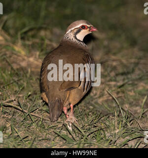 Red-legged partridge pheasant on the wall Stock Photo - Alamy