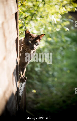 Burmese cat outdoors in garden Stock Photo - Alamy
