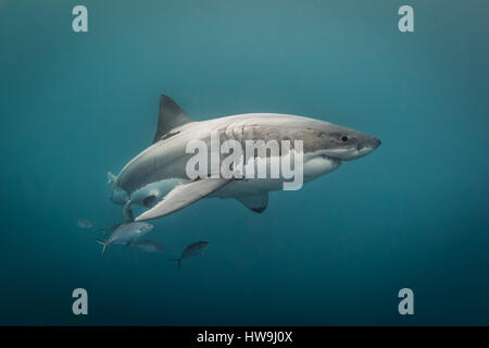 Rodney Fox a Great White Shark victim holds pictures of the bite marks ...