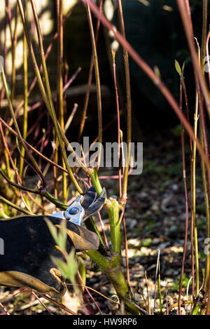 Gloved hand holding secateurs pruning cornus dogwood Stock Photo - Alamy
