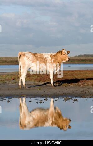 Belgian Red Cow Stock Photo - Alamy