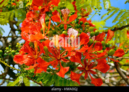 Flame of the forest tree Latin name Delonix regia Stock Photo - Alamy