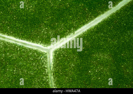 Onion cells under a light microscope at 10 times magnification Stock ...