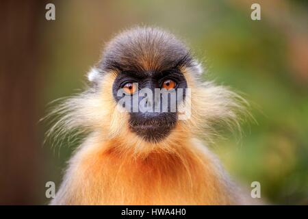 India, Tripura state, Trishna wildlife sanctuary, Capped langur ...