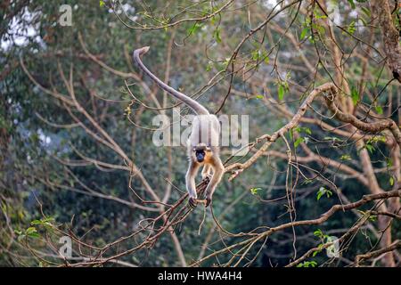 India, Tripura state, Trishna wildlife sanctuary, Capped langur ...