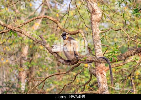 India, Tripura state, Trishna wildlife sanctuary, Capped langur ...