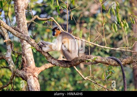 India, Tripura state, Trishna wildlife sanctuary, Capped langur ...