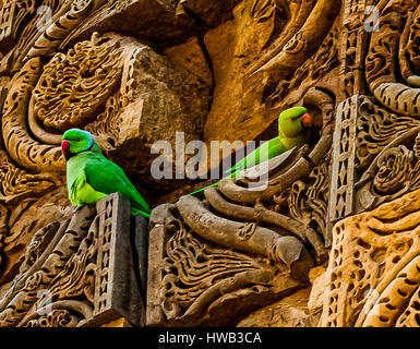 Bird at Qutub Minar, India Stock Photo - Alamy