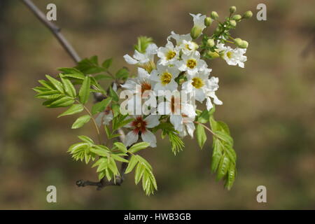 Yellowhorn Tree Flowers, Xanthoceras sorbifolium, Sapindaceae, North ...