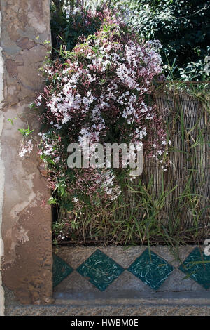 Jasmine flowers in bloom in Spain Stock Photo - Alamy