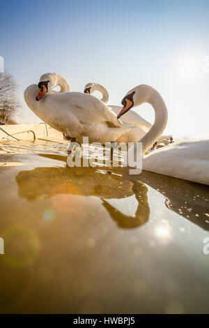 Three beautiful swans standing on the sandy shore, a peaceful scene ...
