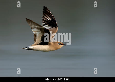 Small Pratincole (Glareola lactea) flying, Darjeeling, India, Asia ...