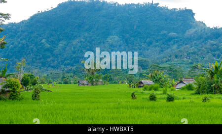 Rice tarraces and some huts between. Sidemen, Bali, Indonesia Stock ...
