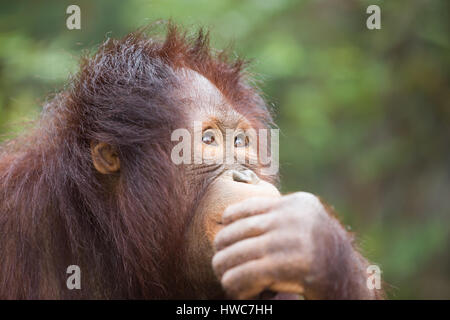 Closeup Chimpanzee thinking Stock Photo - Alamy