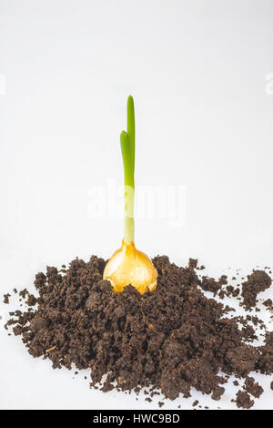 Seeding onion on white background. Spring onion bulbs. Small bulbs ...