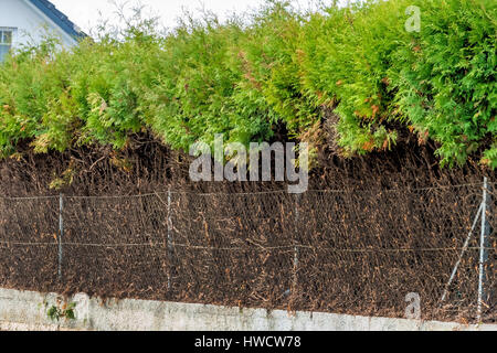 Fence and green hedge, symbol of growth, privacy, generational change ...
