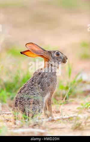 An African savanna hare Leptoptilos crumenifer seen in Zimbabwe Stock ...