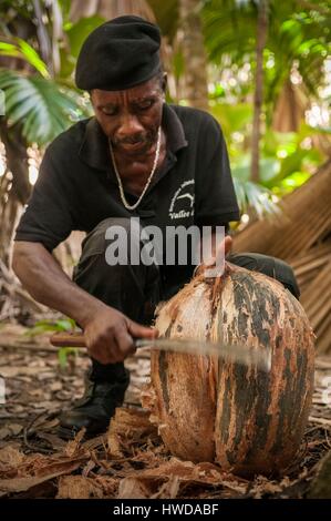Coco de Mer nut (Lodoicea maldivica), the largest nut in the world ...